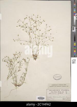 Minuartia patula Minuartia patula Stock Photo - Alamy