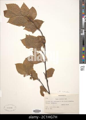 Japanese Beech, Fagus crenata, Tree, Beech, Autumn, Branches, Foliage ...