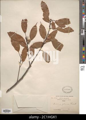 ring-cupped oak (Quercus glauca) Plantae Stock Photo - Alamy