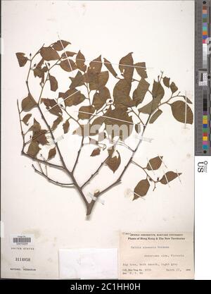 Chinese Hackberry (Celtis sinensis Stock Photo - Alamy