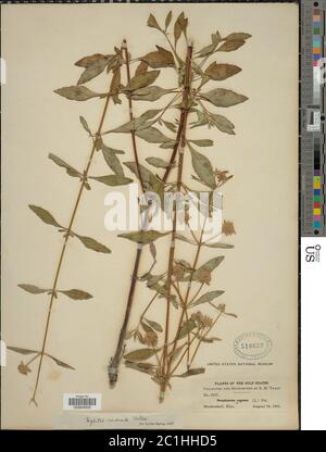 Hyptis radiata Kunth Hyptis radiata Kunth Stock Photo - Alamy