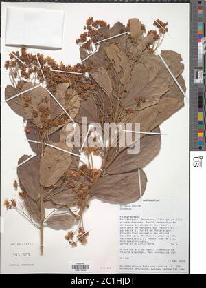 Dombeya sp Dombeya sp Stock Photo - Alamy