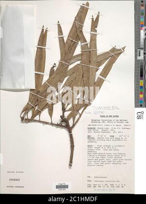 Podocarpus rumphii Podocarpus rumphii Stock Photo - Alamy