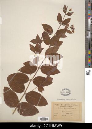 Apocynum sp Apocynum sp Stock Photo - Alamy