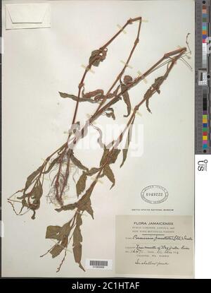 Polygonum punctatum Elliott Polygonum punctatum Elliott Stock Photo - Alamy