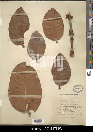 Rheedia sessiliflora Rheedia sessiliflora Stock Photo - Alamy