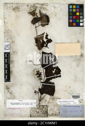 Vitis berlandieri Planch Stock Photo - Alamy