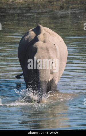 A male elephant (Elephas maximus indicus) with big molar teeth is ...