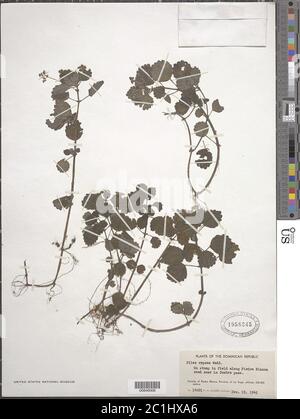 Pilea repens Sw Wedd Pilea repens Sw Wedd Stock Photo - Alamy