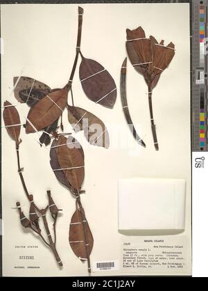 Red Mangrove (Rhizophora mangle) flower, Magdalena Bay, Baja California ...