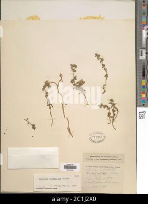 Medicago constricta Durieu Stock Photo - Alamy