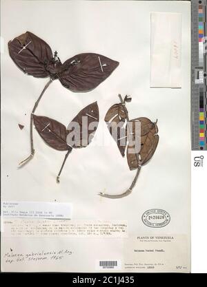 Malanea gabrielensis Mll Arg Stock Photo - Alamy