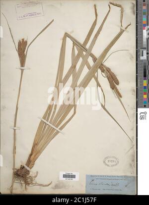 Carex clavata Thunb Carex clavata Thunb Stock Photo - Alamy