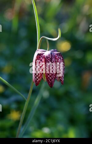Chess flower (Fritillaria meleagris), checkerboard flower, lapwing egg ...