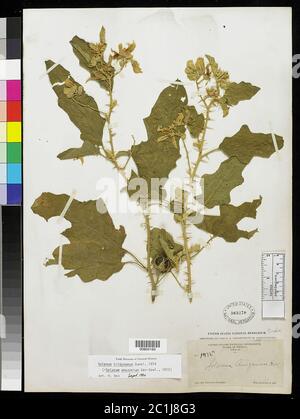 Solanum tridynamum Dunal Solanum tridynamum Dunal Stock Photo - Alamy