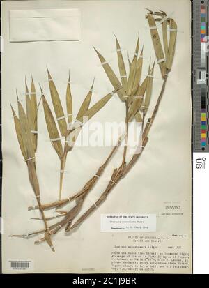 Chusquea tessellata Munro Chusquea tessellata Munro Stock Photo - Alamy