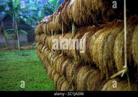Bunches of harvested rice are displayed during annual harvest ...
