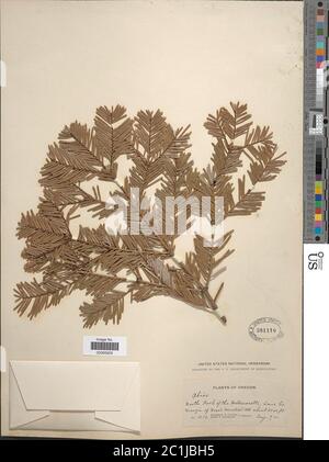 Abies sp Abies sp Stock Photo - Alamy