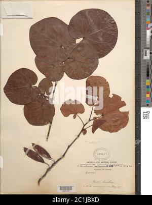 A flowering redbud tree - Cercis reniformis 'Oklahoma' - at Alton Baker ...