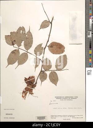 Brownea sp Brownea sp Stock Photo - Alamy