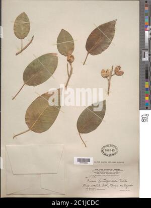 Ficus laevigata Vahl Ficus laevigata Vahl Stock Photo - Alamy