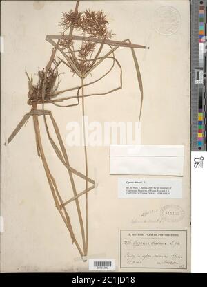 Cyperus distans L f Cyperus distans L f Stock Photo - Alamy