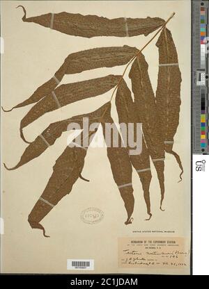 Tectaria incisa Cav Tectaria incisa Cav Stock Photo - Alamy
