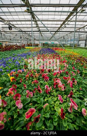 Blooming multi-colored violets grown in modern greenhouse, selective ...
