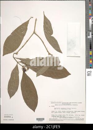 Psychotria racemosa Rich Psychotria racemosa Rich Stock Photo - Alamy