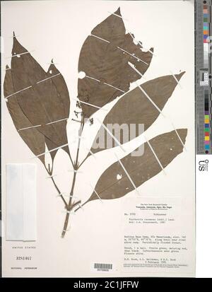 Psychotria racemosa Rich Psychotria racemosa Rich Stock Photo - Alamy