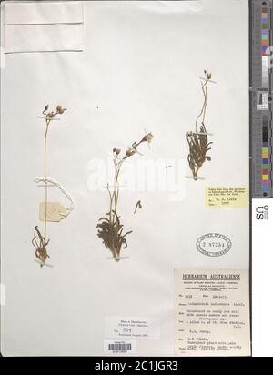 Calandrinia balonensis Lindl Stock Photo - Alamy