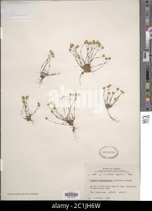 Minuartia groenlandica Minuartia groenlandica Stock Photo - Alamy