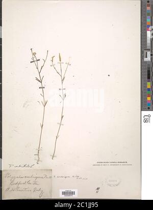 Polygala ambigua Nutt Polygala ambigua Nutt Stock Photo - Alamy