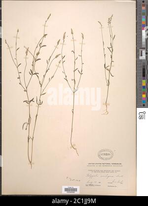 Polygala ambigua Nutt Polygala ambigua Nutt Stock Photo - Alamy
