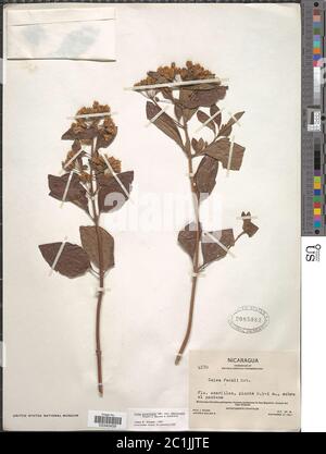 Calea prunifolia HBK Calea prunifolia HBK Stock Photo - Alamy