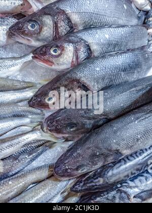 Variety of sea fishes on the counter in a greek fish shop Stock Photo ...