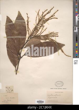 Castanopsis sp Castanopsis sp Stock Photo - Alamy