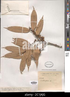 Castanopsis sp Castanopsis sp Stock Photo - Alamy