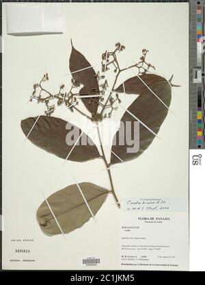 Cordia bicolor A DC Cordia bicolor A DC Stock Photo - Alamy