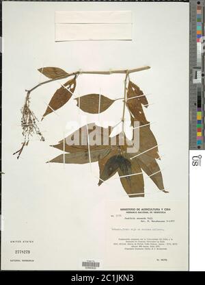 Justicia secunda Vahl Justicia secunda Vahl Stock Photo - Alamy