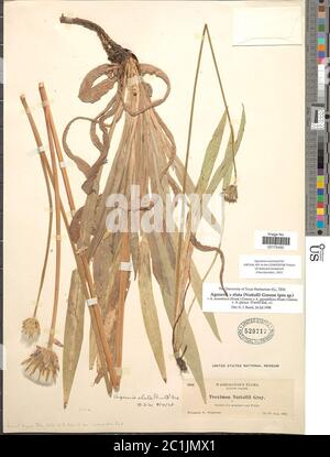 Agoseris elata Greene Agoseris elata Greene Stock Photo - Alamy