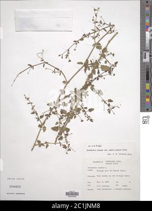 Boerhavia repens L Boerhavia repens L Stock Photo - Alamy