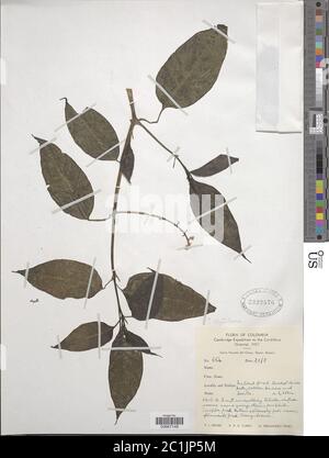 Phytolacca sp Phytolacca sp Stock Photo - Alamy