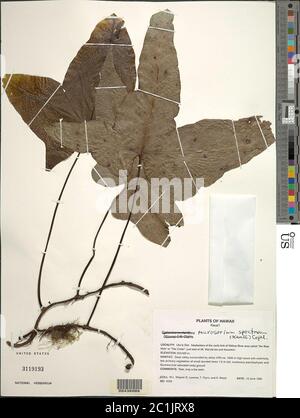 Microsorum spectrum Kaulf Copel Microsorum spectrum Kaulf Copel Stock ...