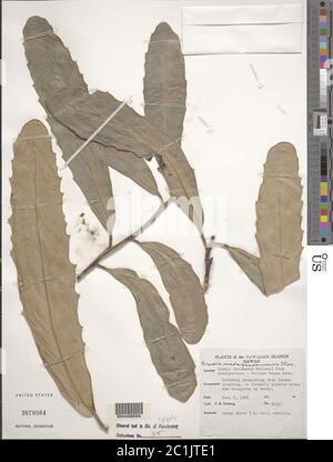 Brexia madagascariensis is a plant species native to Madagascar ...