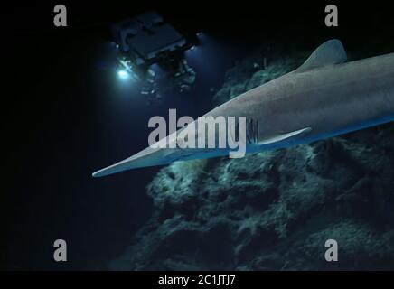 Goblin Shark (Mitsukurina owstoni Stock Photo - Alamy