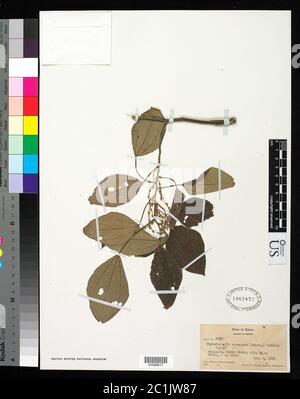 Pipturus argenteus G Forst Wedd Pipturus argenteus G Forst Wedd Stock ...