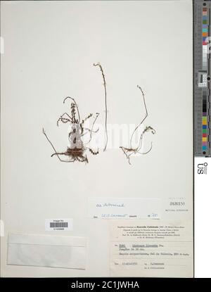 Lindsaea linearis Sw Stock Photo - Alamy