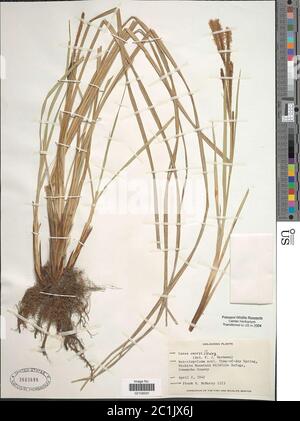 Carex emoryi Dewey Carex emoryi Dewey Stock Photo - Alamy