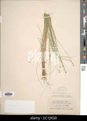 Carex howei Carex howei Stock Photo - Alamy